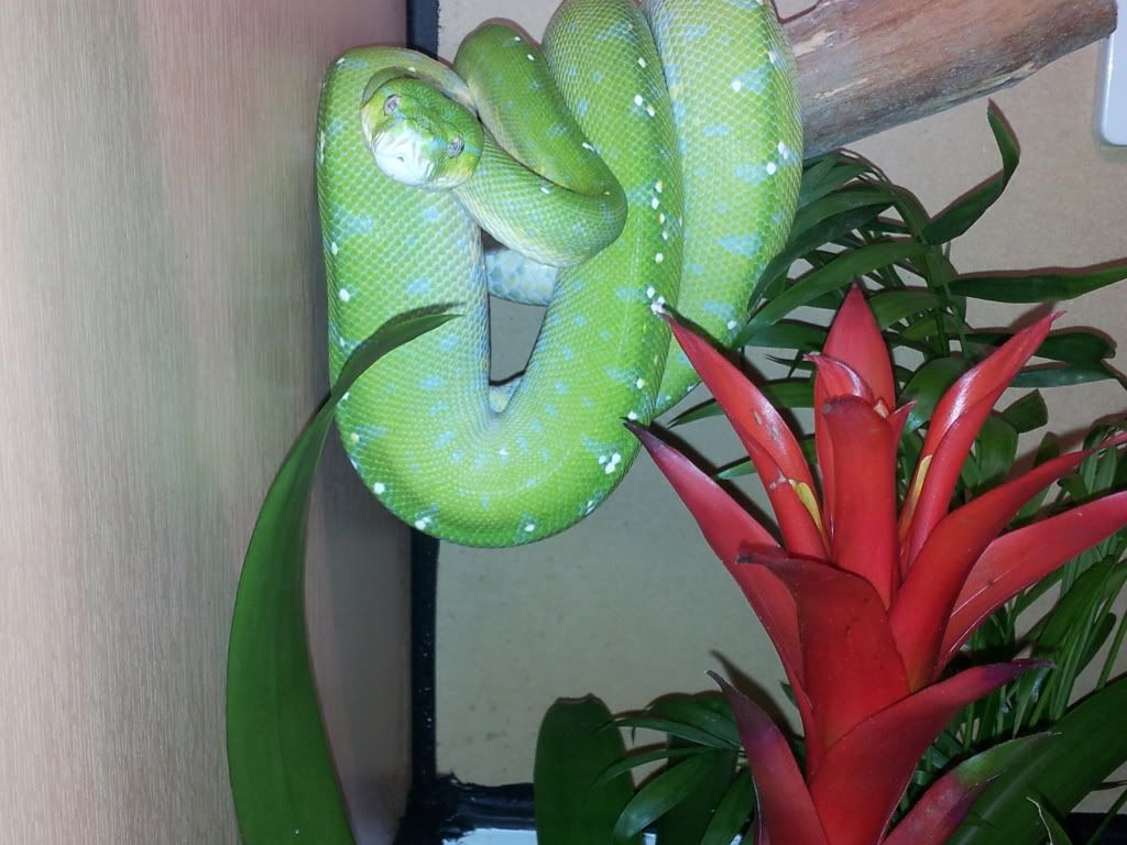 Biak Green Tree Python Pairing | Reptile Forums